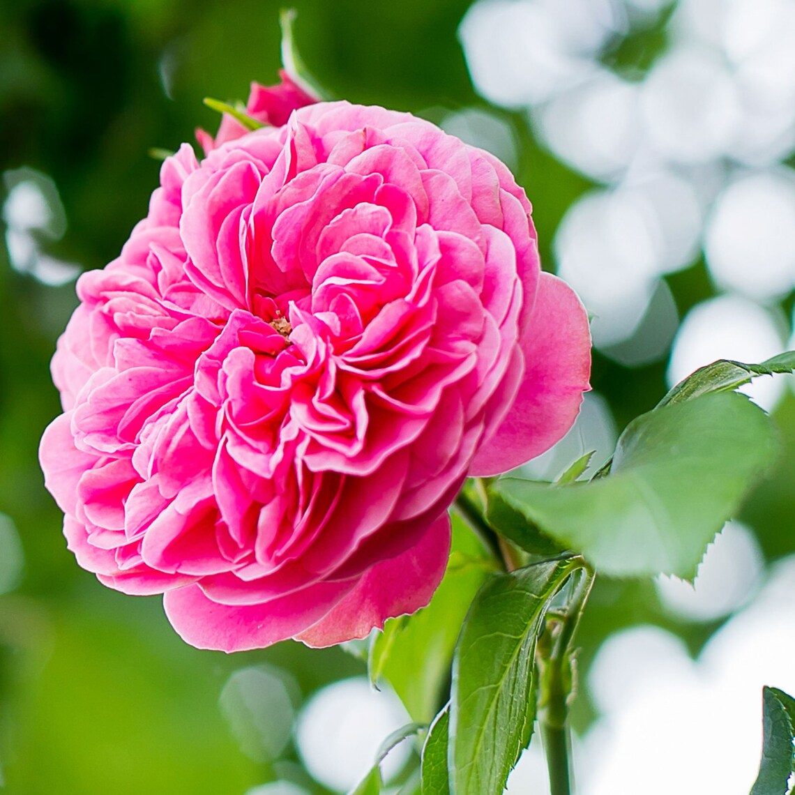 Pink Climbing Rose Seeds, Exotic Pink Rose Seeds, Premium Seeds, Rose ...
