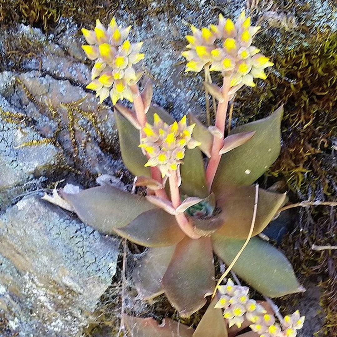 15 Rare Dudleya Succulent Seeds Mix - Farinosa, Brittonii and More! - Etsy