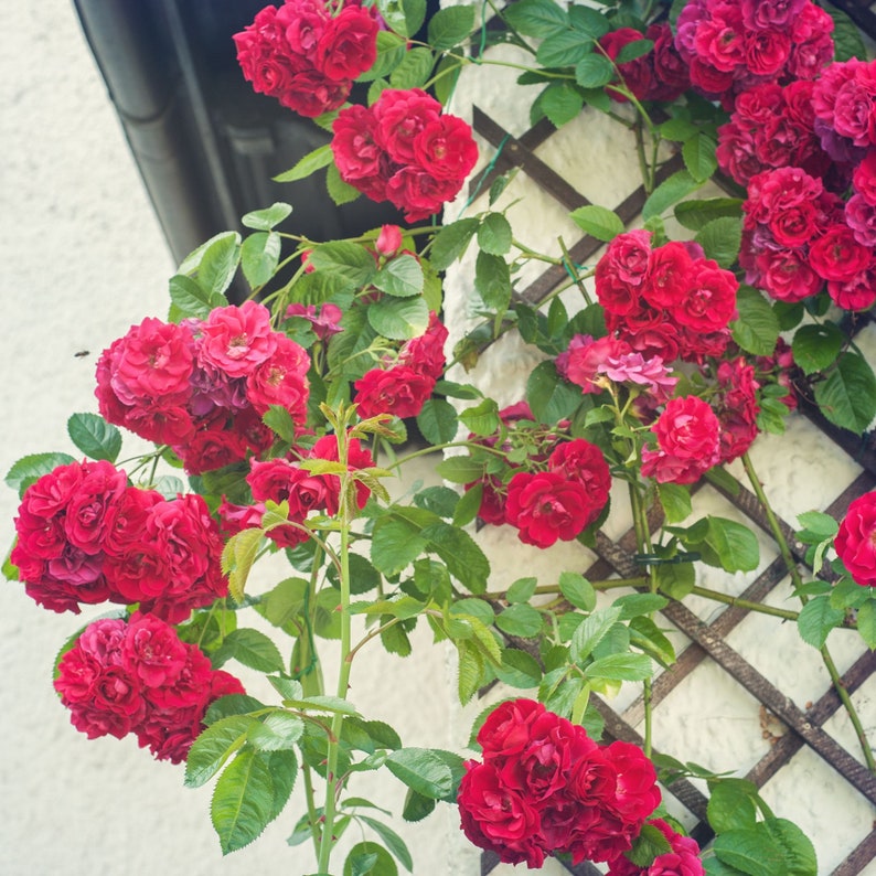 Red Climbing Rose Seeds, Exotic Pink Rose Seeds, Premium Seeds, Rose ...