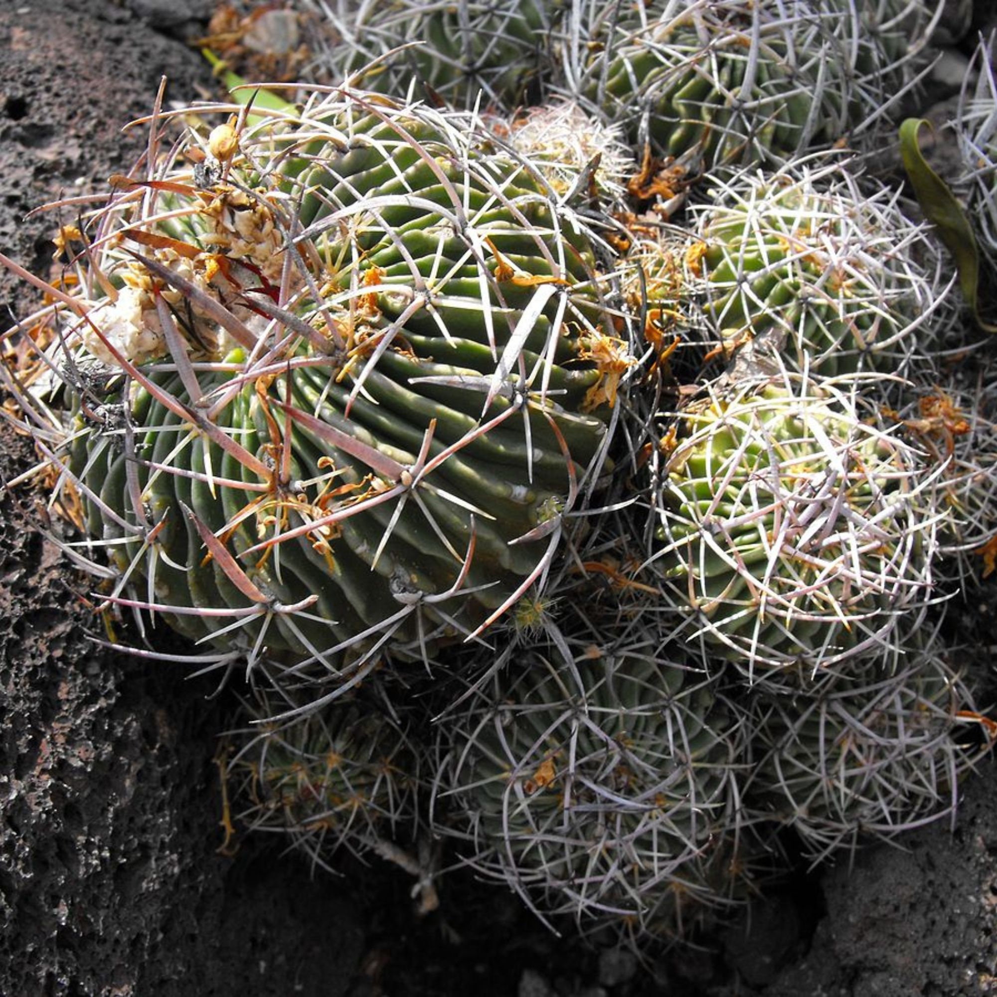 15 Rare Echinofossulocactus Cactus Seeds Mix - Albatus, Caespitosus ...