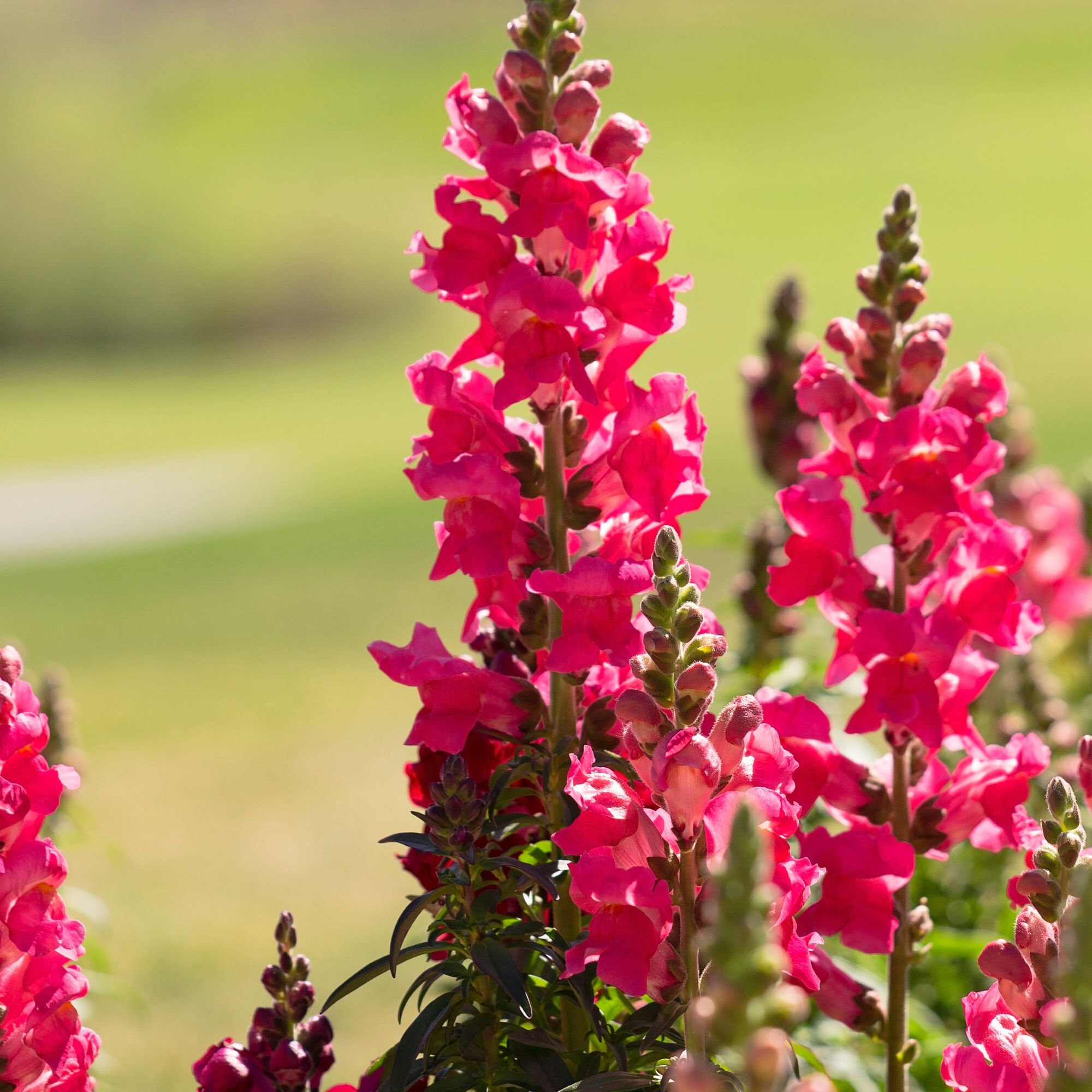 Snapdragon Flower Seeds - 1000+ Mix Heirloom Antirrhinum Majus Seeds ...