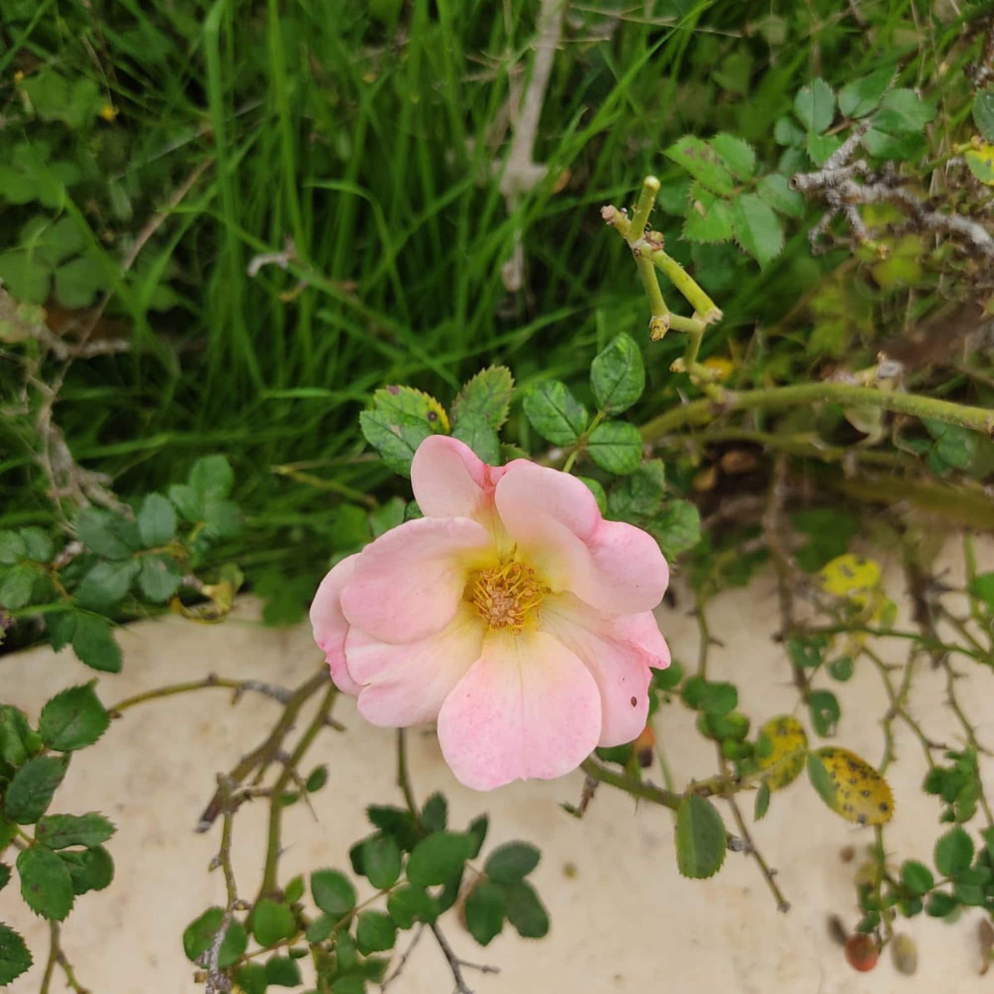 Pink 'blinky' Rose Seeds, Unique Pink Rose Seeds, Premium Seeds, Our ...