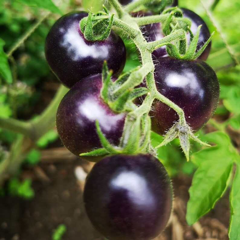 Indigo Blue Chocolate Tomato Seeds for a One-of-a-kind Garden! Fresh ...