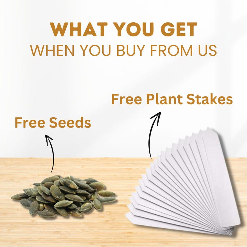 10 Organic Rare Dwarf Moringa Seeds, Drumstick Tree Seeds, Non-gmo ...