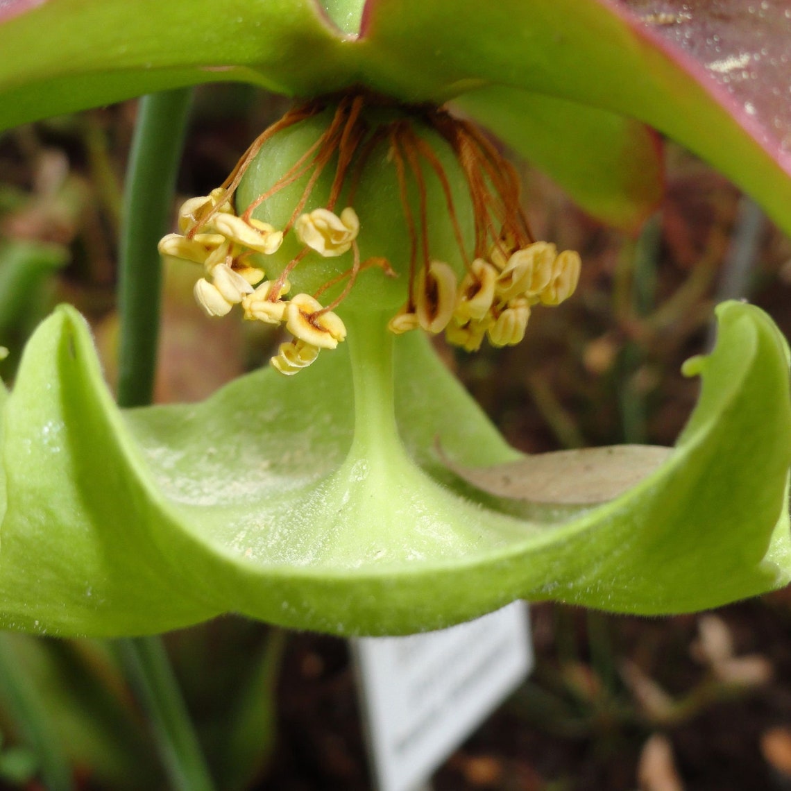 10 Sarracenia 'pitcher Plant' Seeds Mix, Carnivorous Plant Seed - Alata, Flava, Leucophylla, and ...