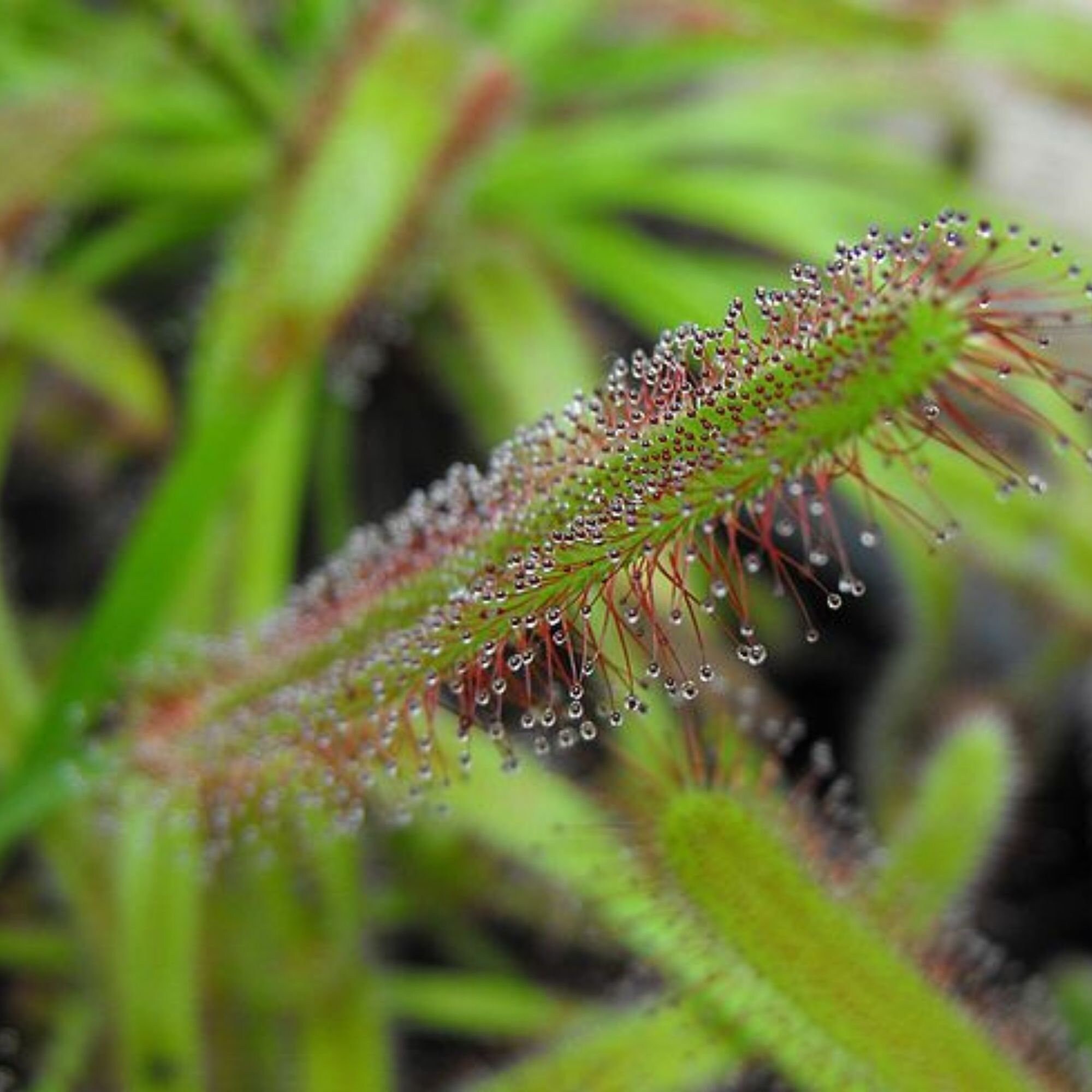 Rare Cape Sundew Seeds, Drosera Capensis Seeds, Carnivorous Plant Seeds ...