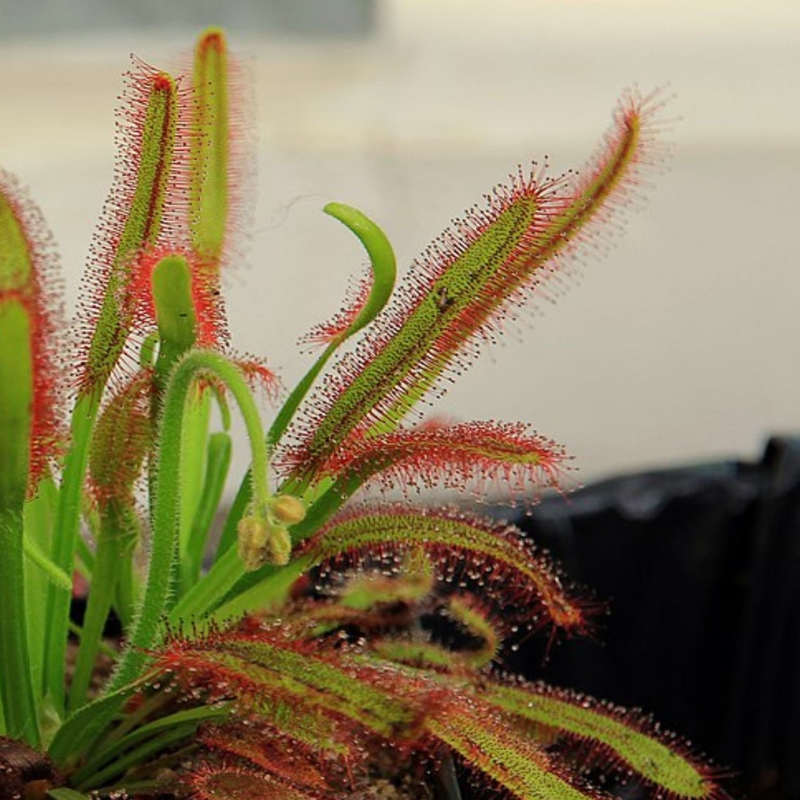 Rare Cape Sundew Seeds, Drosera Capensis Seeds, Carnivorous Plant Seeds ...