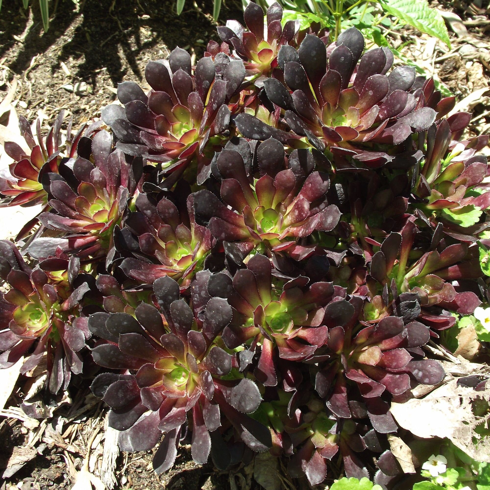 15 Rare Aeonium Succulent Seeds Mix - Arboreum, Appendiculatum ...