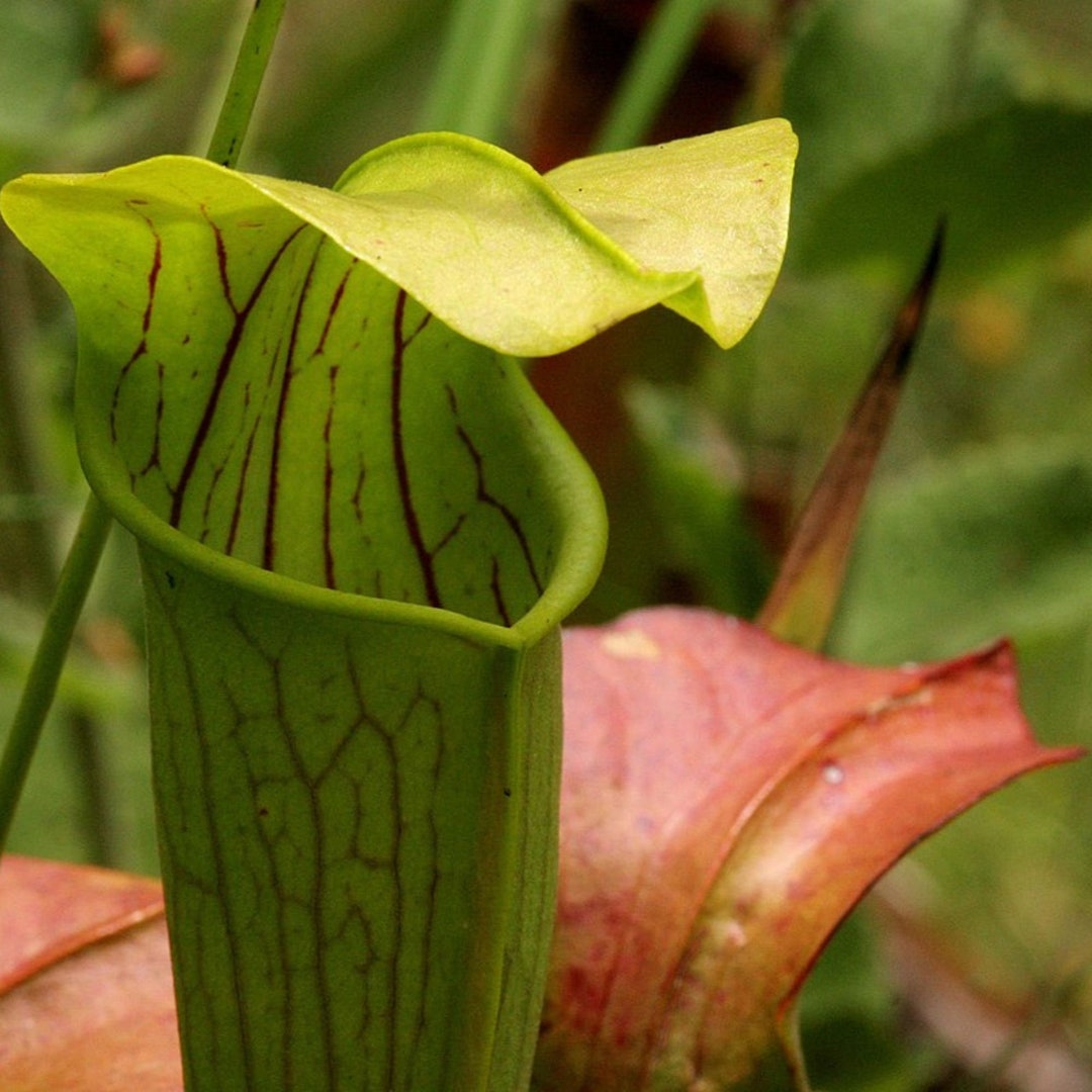 10 Sarracenia 'pitcher Plant' Seeds Mix, Carnivorous Plant Seed - Alata, Flava, Leucophylla, and ...