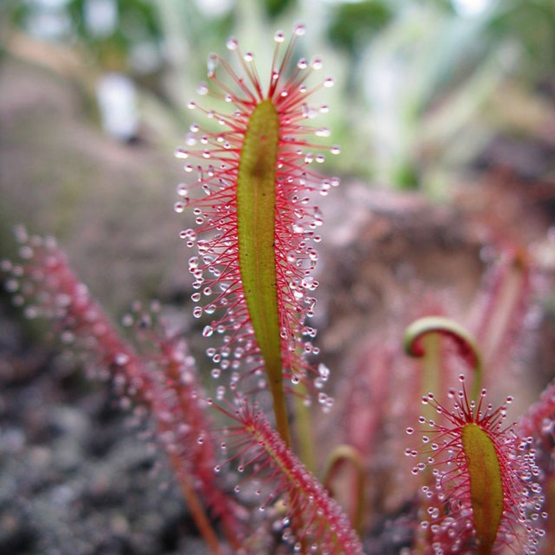 Rare Cape Sundew Seeds, Drosera Capensis Seeds, Carnivorous Plant Seeds ...