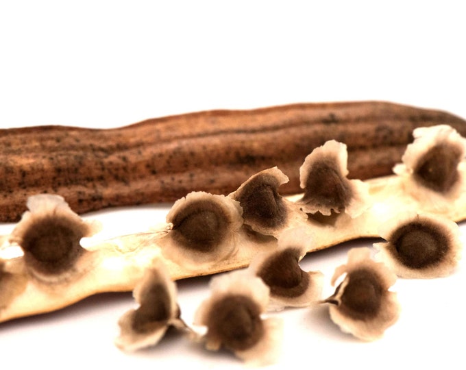 10 Organic Rare Dwarf Moringa Seeds, Drumstick Tree Seeds, Non-gmo ...