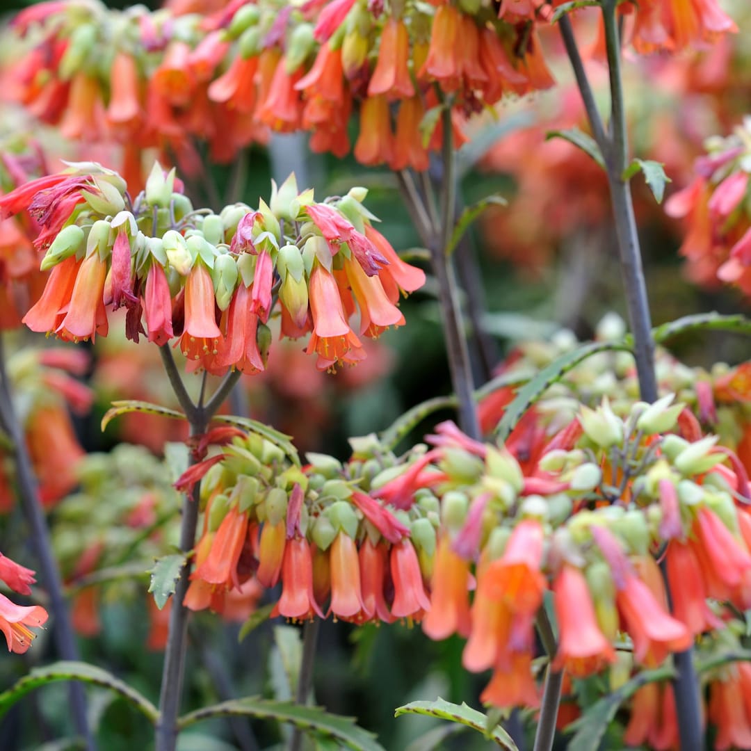 Mother of Millions Seeds - Embark on a Journey of Botanical Fascination ...