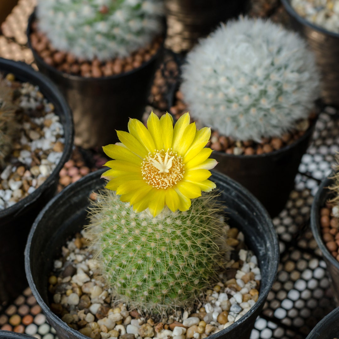 10 Parodia Cacti Seeds Mix - Rare Seeds - Alacriportana, Aureicentra ...