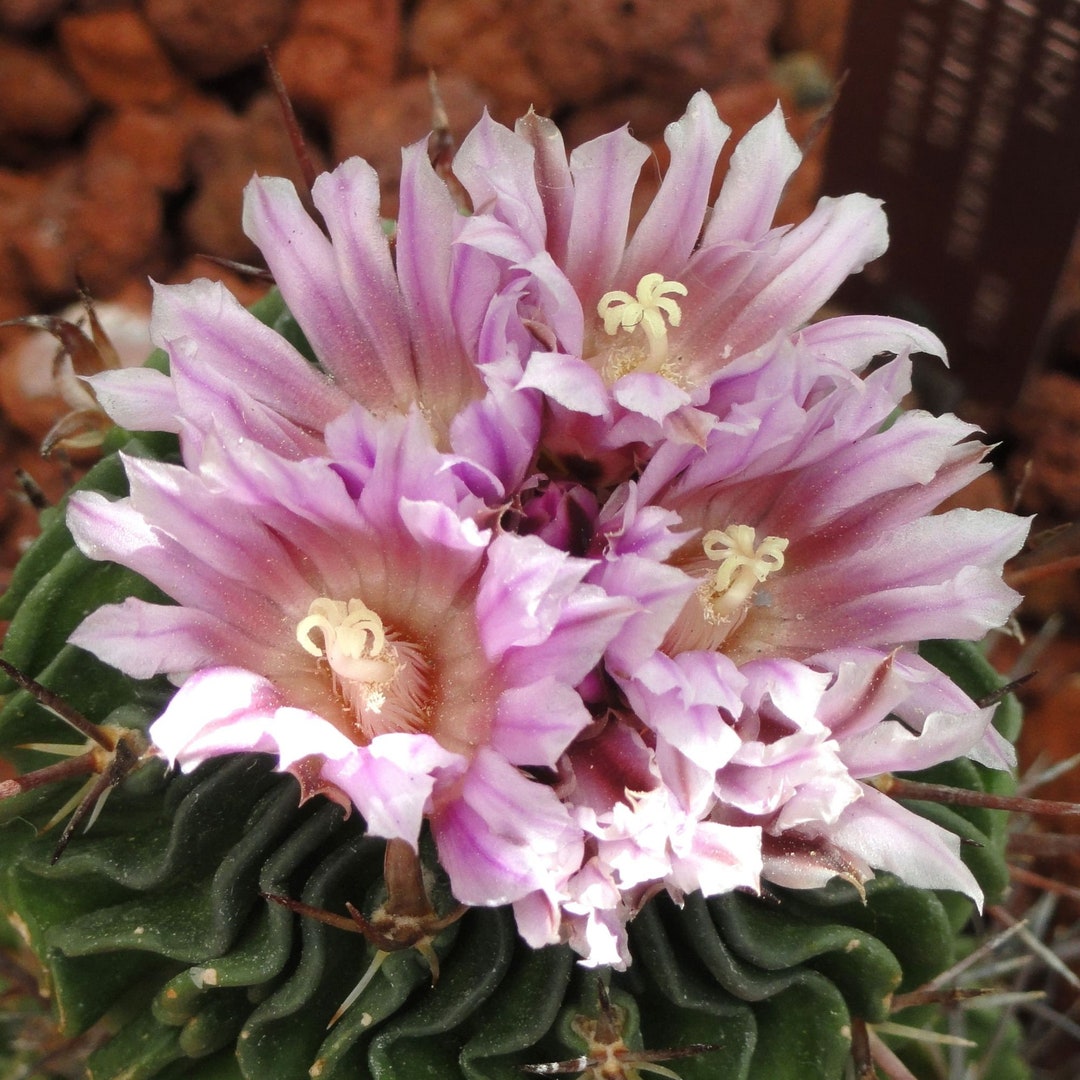 15 Rare Echinofossulocactus Cactus Seeds Mix - Albatus, Caespitosus ...