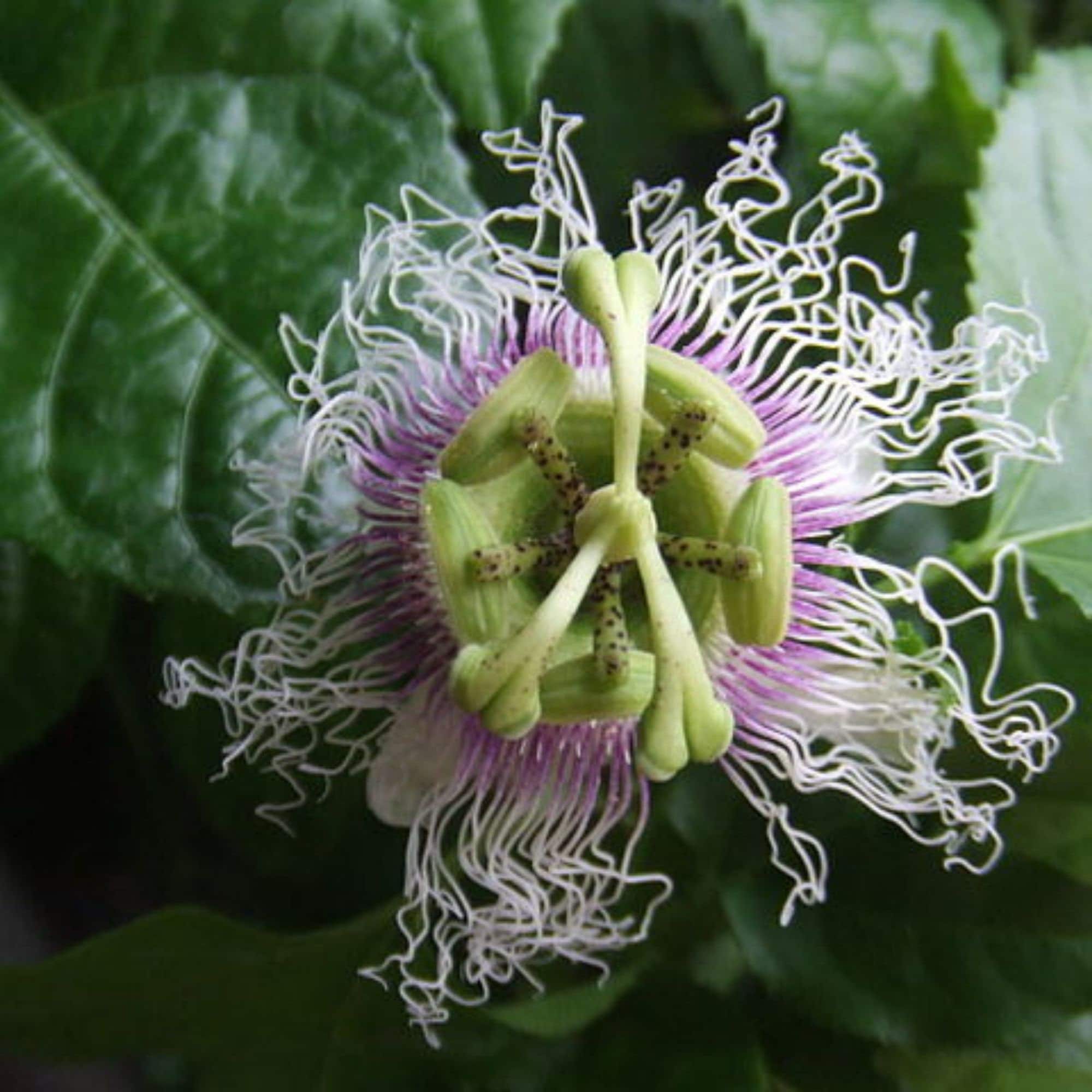 Passiflora Edulis Flavicarpa