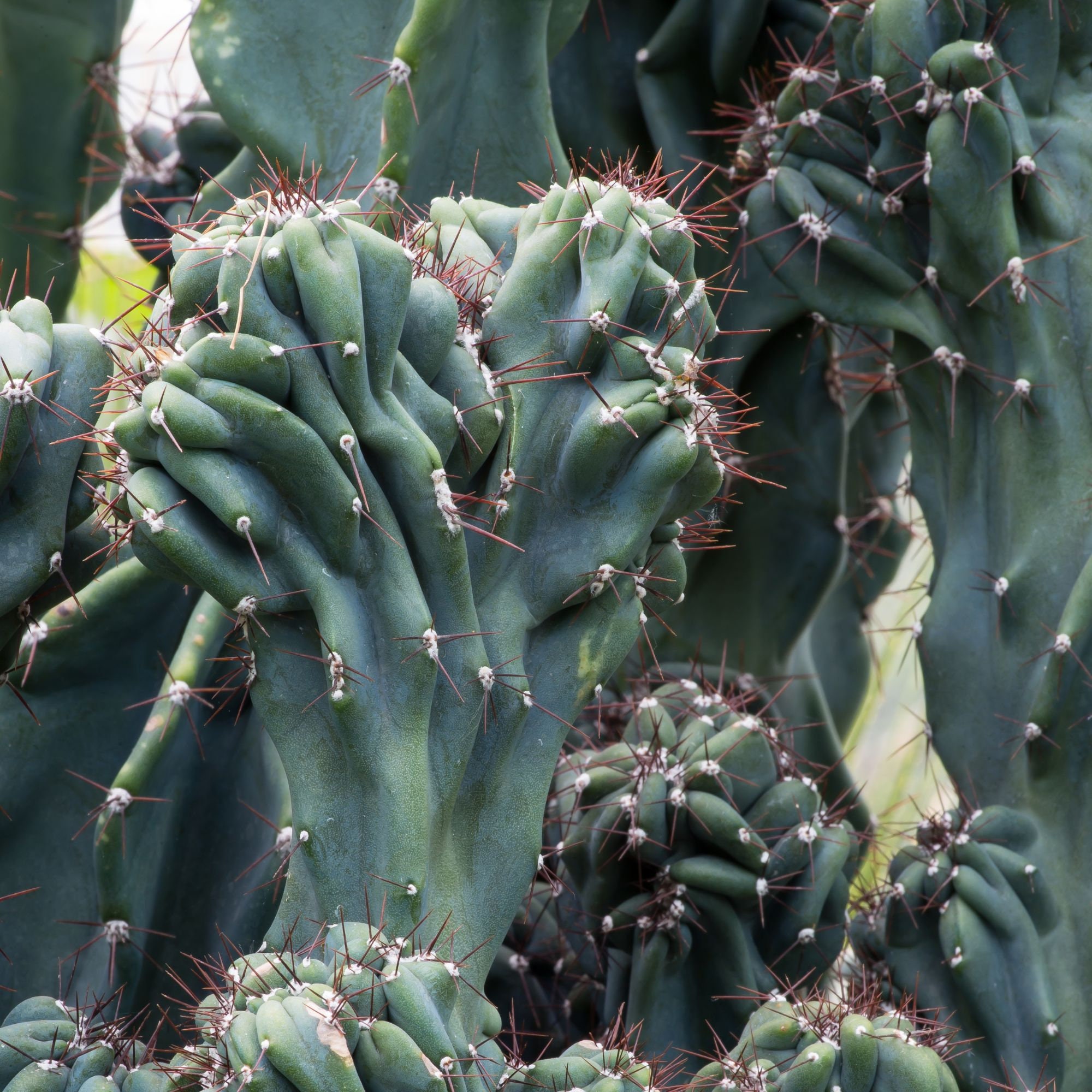 Cereus Peruvianus Monstrose Seeds - 10 Rare Cactus Seeds, Cacti Garden ...