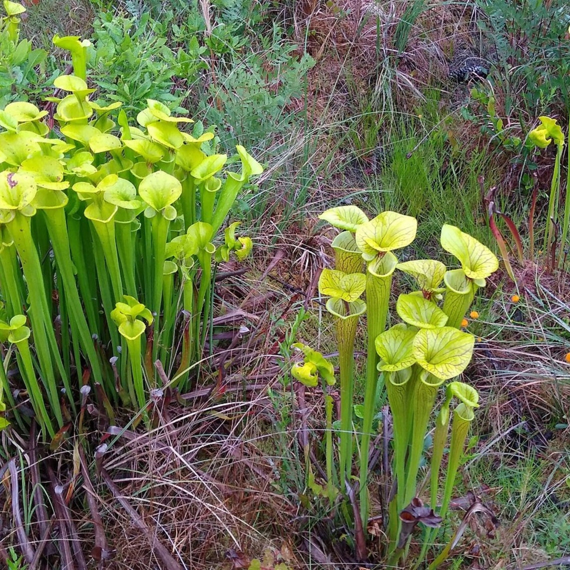 10 Sarracenia 'pitcher Plant' Seeds Mix, Carnivorous Plant Seed - Alata, Flava, Leucophylla, and ...