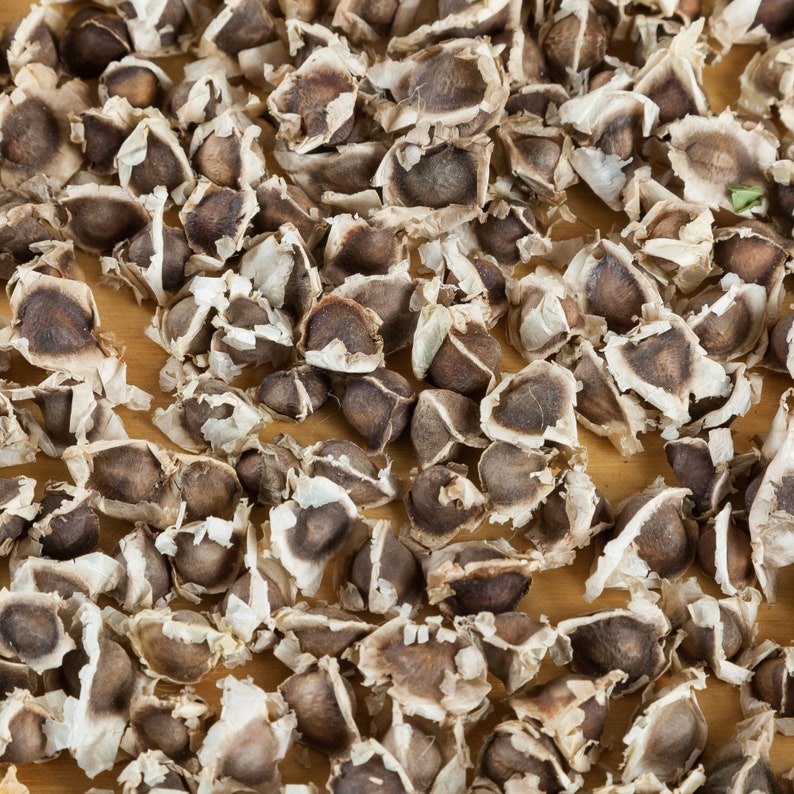 10 Organic Rare Dwarf Moringa Seeds, Drumstick Tree Seeds, Non-gmo ...