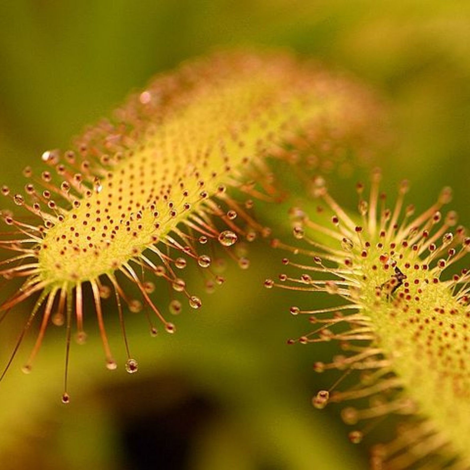 Rare Cape Sundew Seeds, Drosera Capensis Seeds, Carnivorous Plant Seeds ...