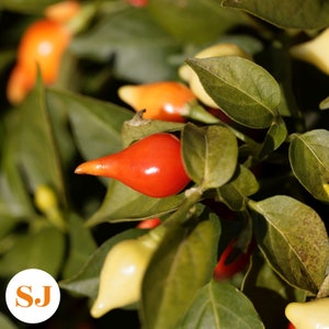 Biquinho Pepper Seeds, Hot, Spicy, Heirloom Seeds, Non-gmo Seeds ...