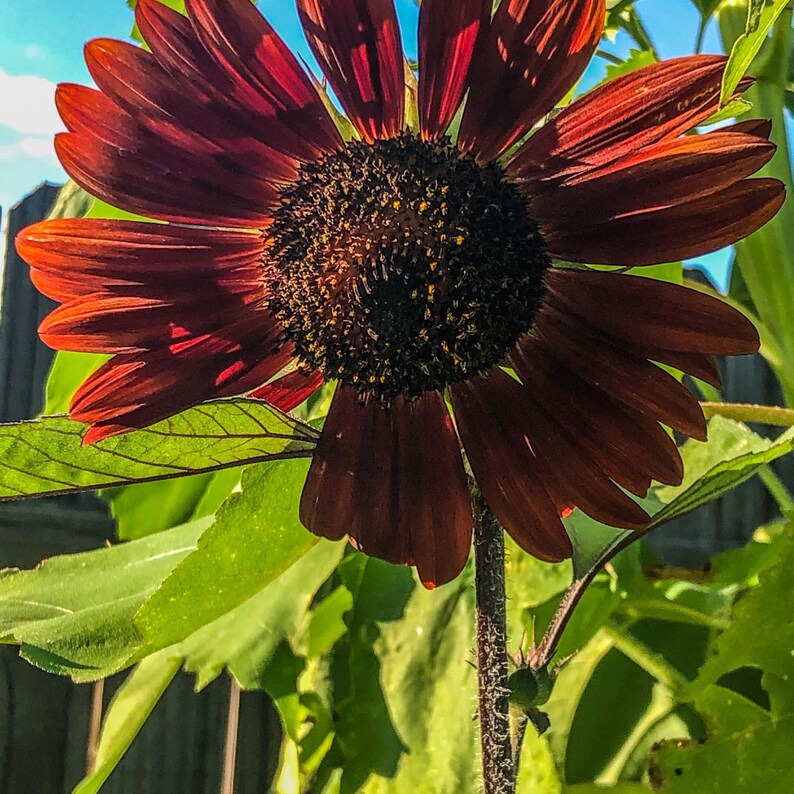 Velvet Queen Sunflower Seeds Sunflower 'chocolate' - Etsy
