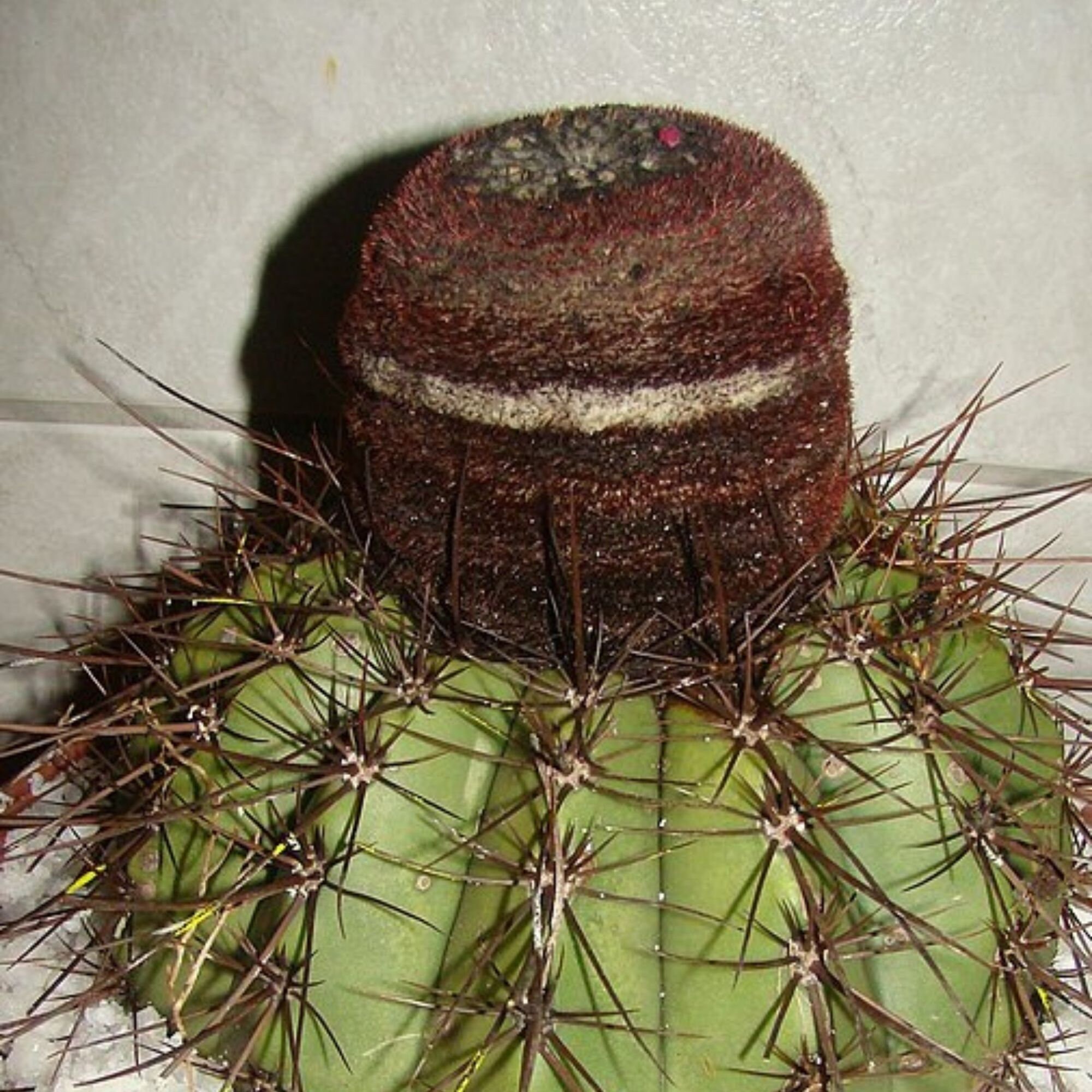 Colorful and Unique Melocactus Cactus Seeds Mix for Indoor and Outdoor ...