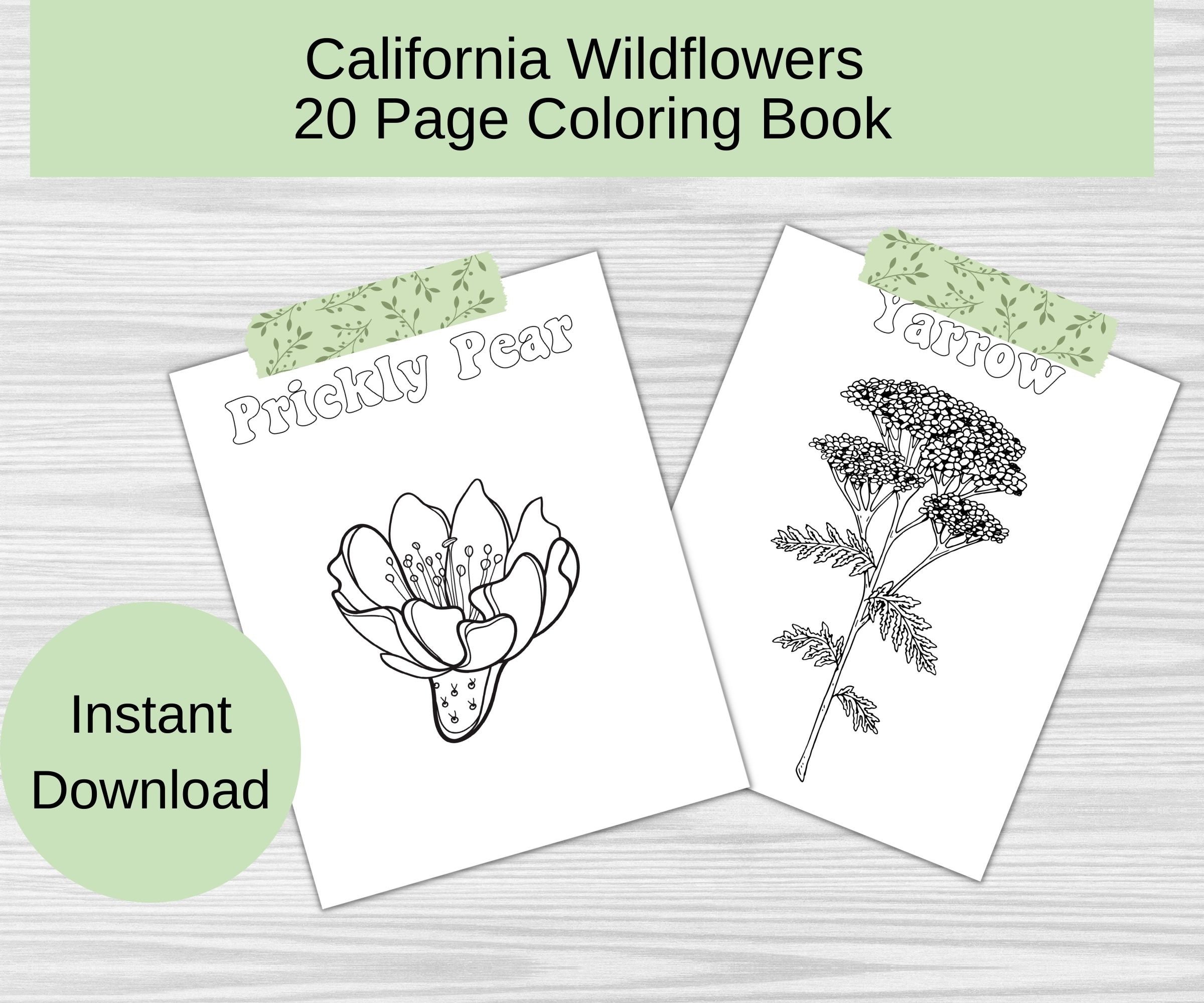Wildflower Coloring Pages Botanical Coloring Sheets Printable - Etsy