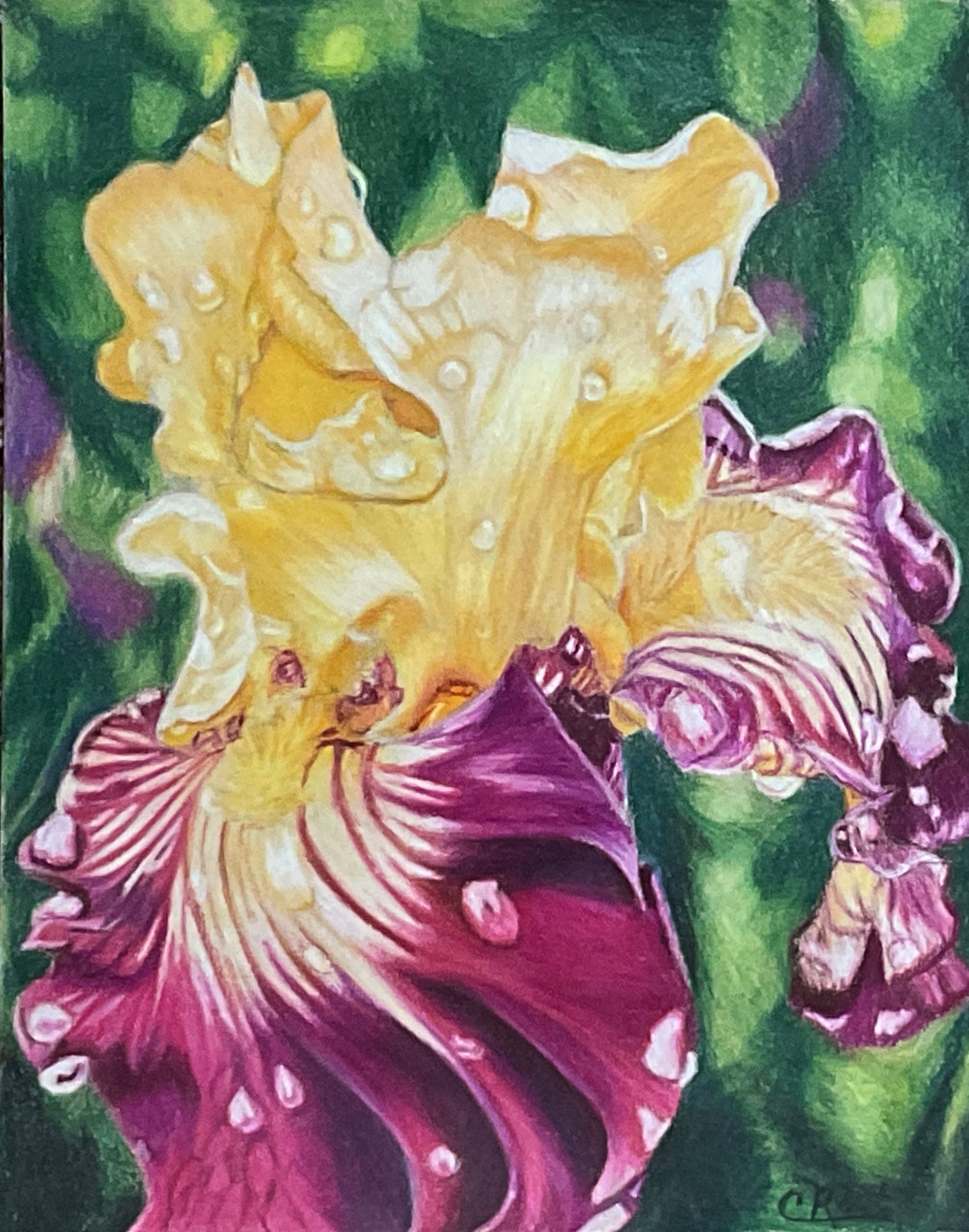 Pink and Yellow Iris Colored Pencil Drawing - Etsy