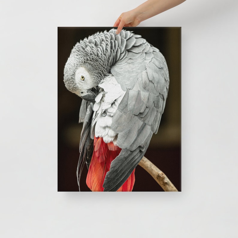 African Grey Parrot Canvas Print – Exotic Bird Photography - Etsy