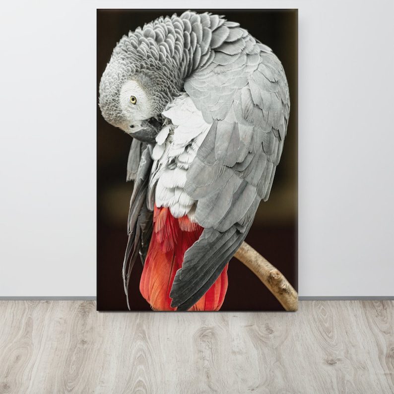 African Grey Parrot Canvas Print – Exotic Bird Photography - Etsy