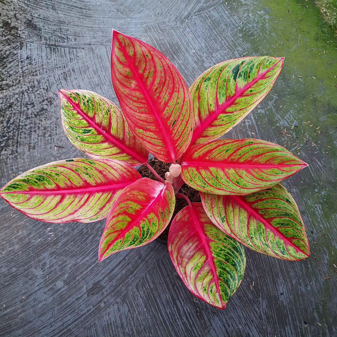 Aglaonema Red Nancy || Free Phytosanitary Certficate || DHL Express - Etsy