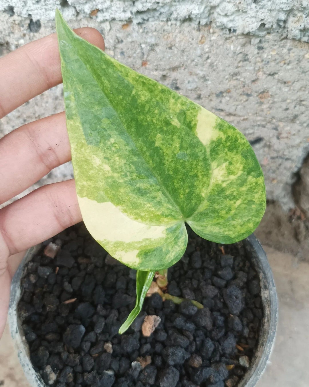 Anthurium Black Face Variegated 1 Leaf Free Phytosanitary Certficate ...