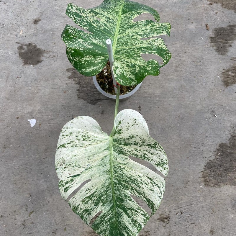 Monstera Devil - Etsy