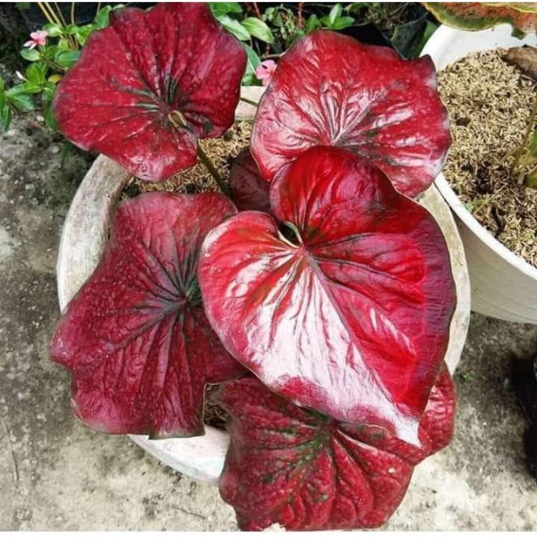 Caladium Red Stardust Free Phytosanitary Certficate DHL Express - Etsy