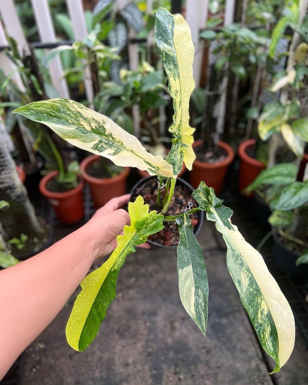 Philodendron Florida Beauty X Bob Cee 5 Leaf Mature - Rare Houseplant ...