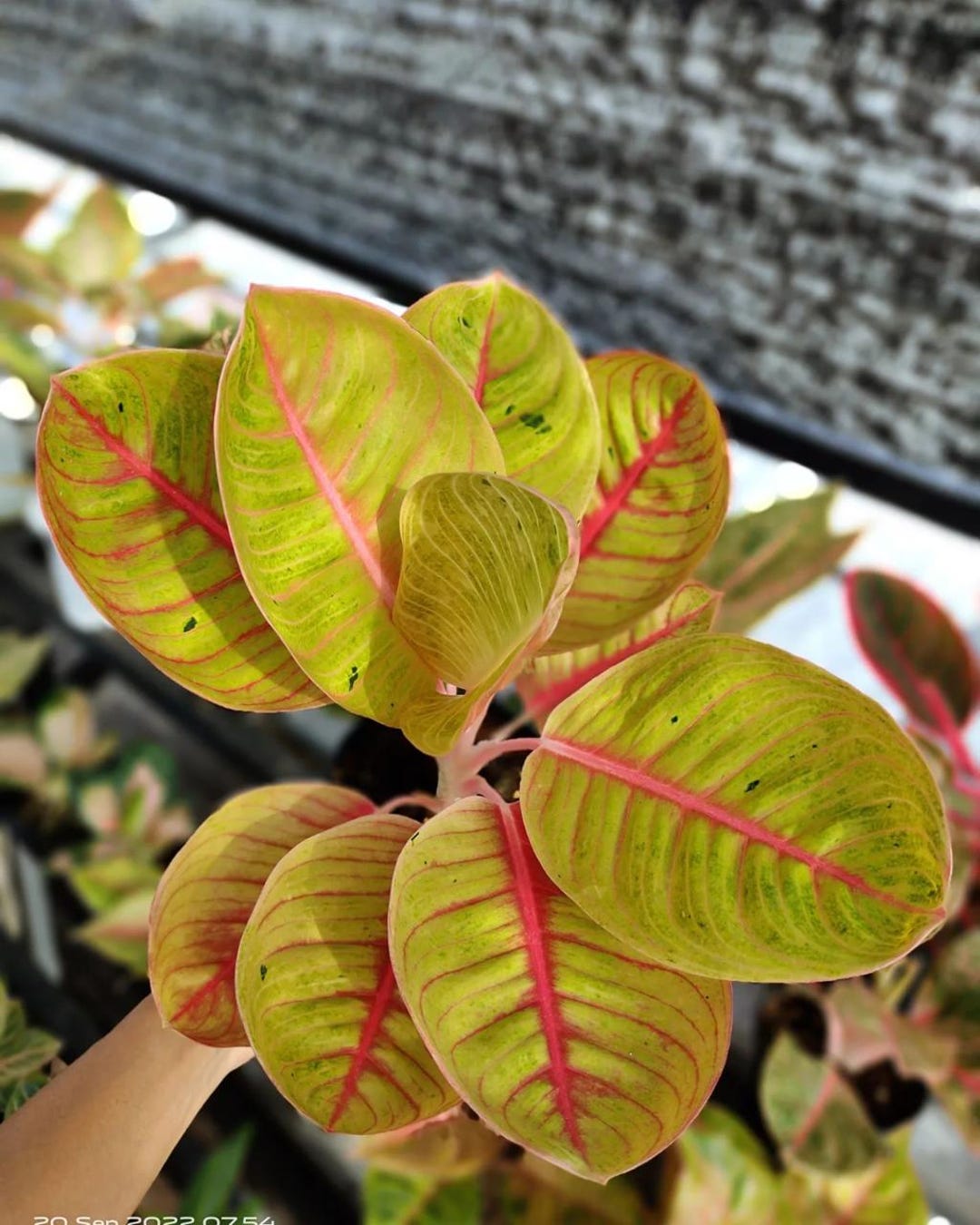 Aglaonema Red Goliath Big || Free Phytosanitary Certficate || DHL ...