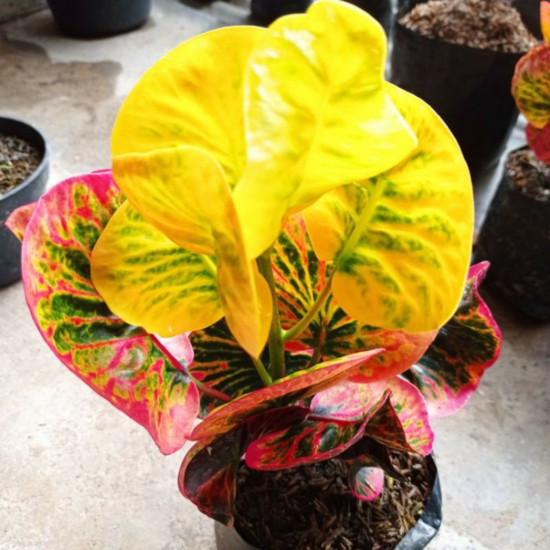 Croton Apple Rehana Free Phytosanitary Certficate DHL Express - Etsy
