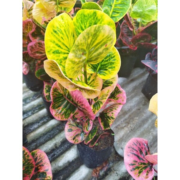 Croton Apple Rehana Free Phytosanitary Certficate DHL Express - Etsy