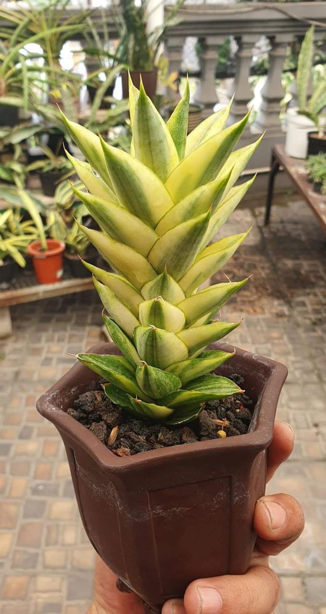 Sansevieria Hybrid Pagoda Variegated Mature || Free Phytosanitary Certficate || DHL Express - Etsy