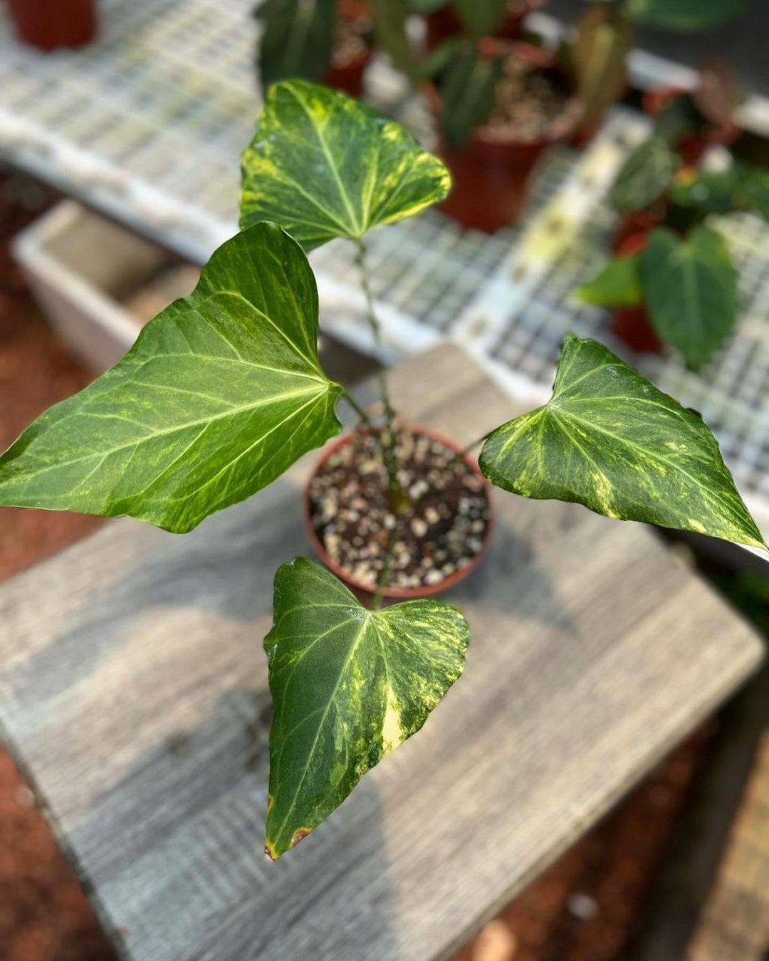 RARE Anthurium Delta Force Variegated 4 Leaf Free Phytosanitary ...