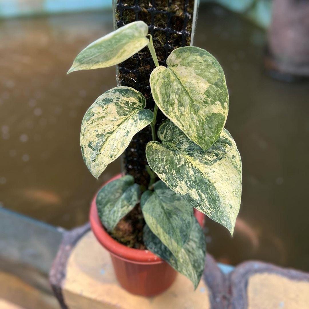 Scindapsus Halimon Salaka - Rare Houseplant - Indoor Plant - Easy Care ...