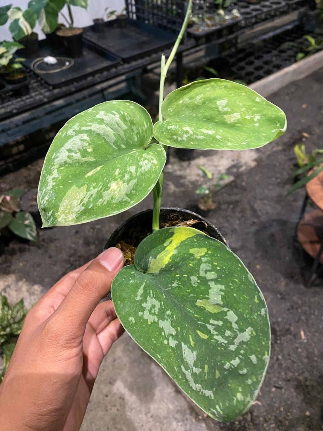 Scindapsus Baticon Free Phytosanitary Certficate DHL Express - Etsy