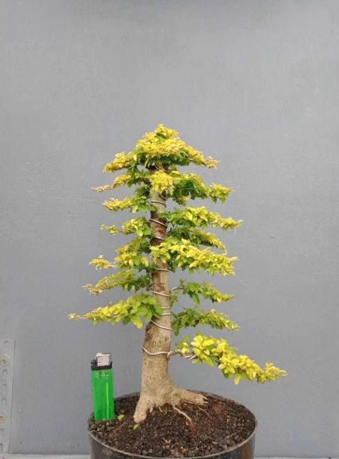 Bonsai Legistrum Free Phytosanitary Certficate DHL Express - Etsy