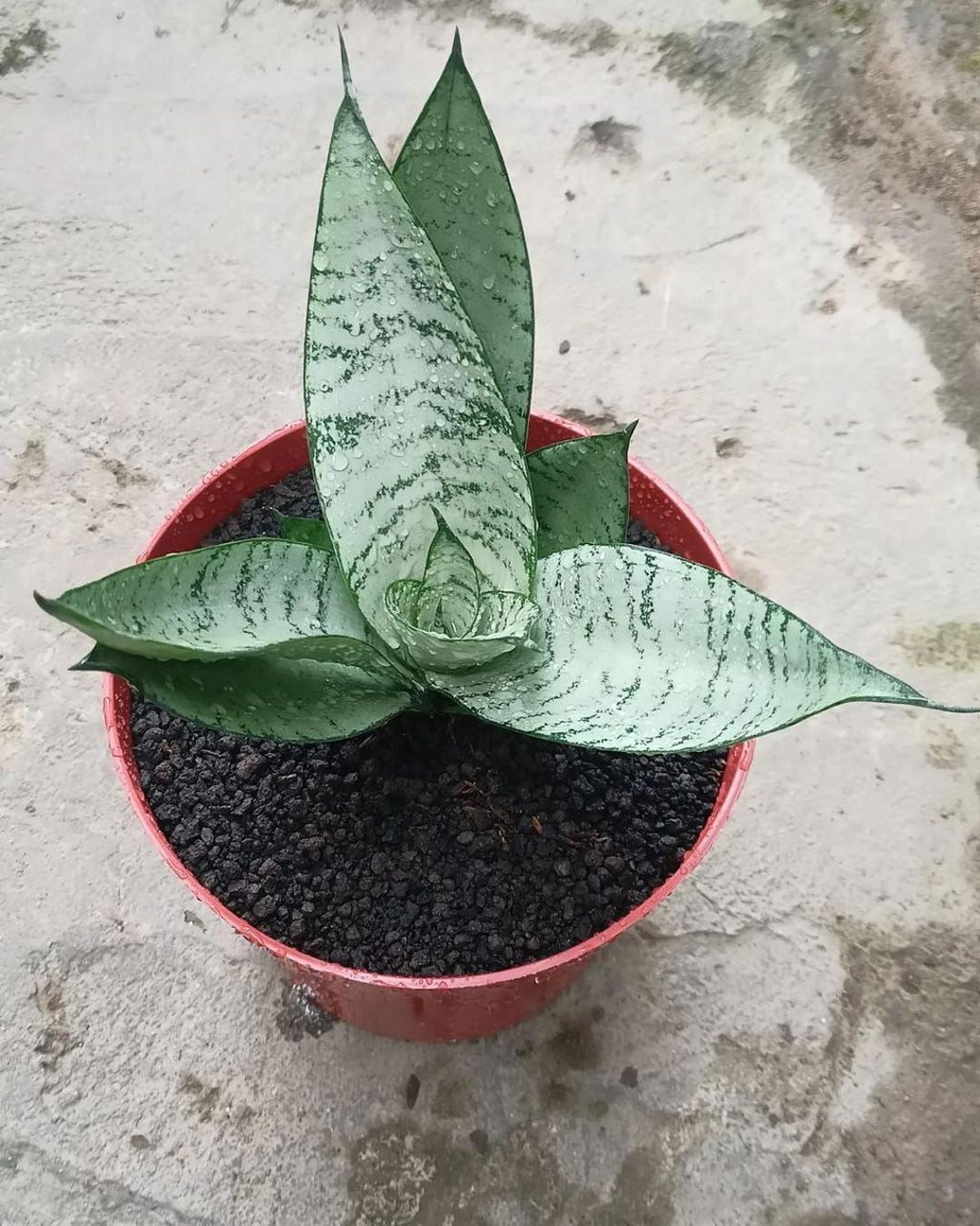 Sansevieria Trifasciata Hahnii Cream || Free Phytosanitary Certficate || DHL Express - Etsy