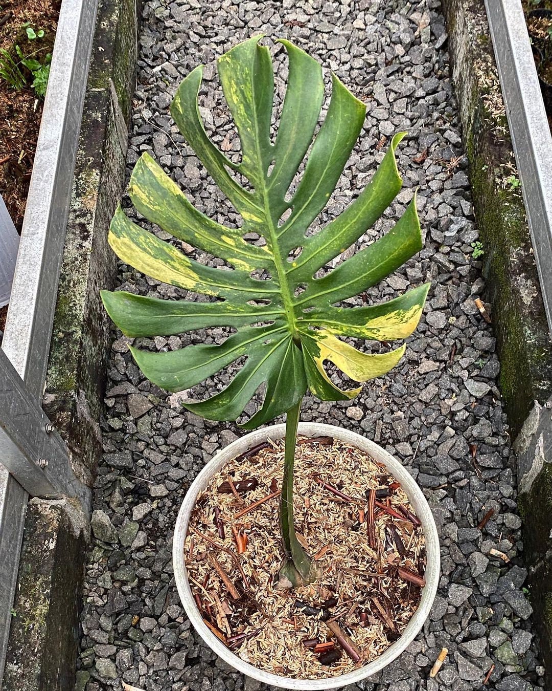 Monstera Yellow Marlyn Kunzo One Leaf Free Phytosanitary Certficate DHL ...