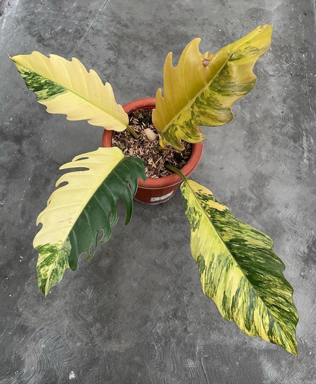 Philodendron Caramel Variegated 4 Leaf Free Phytosanitary Certficate ...