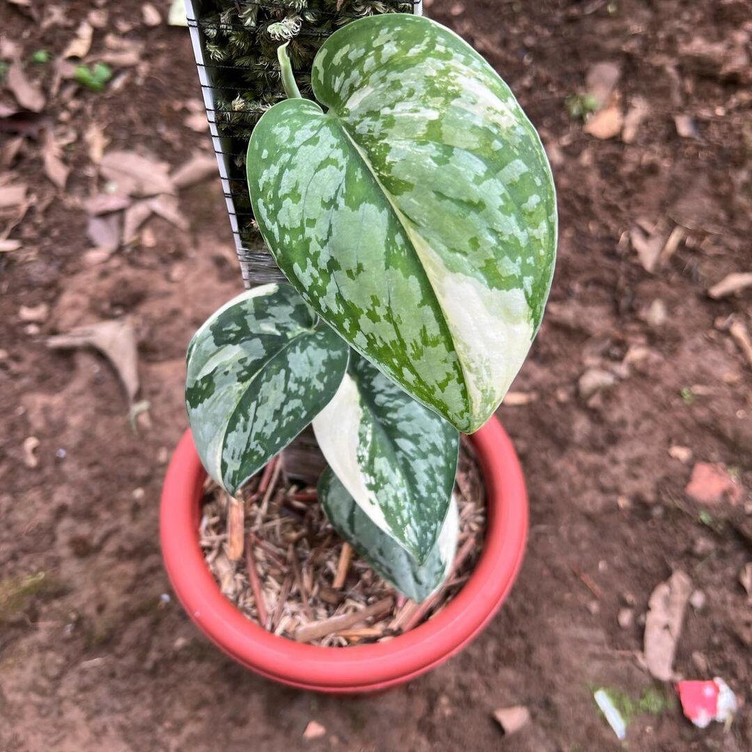 RARE Scindapsus Simbara Variegated Free Phytosanitary Certficate DHL ...