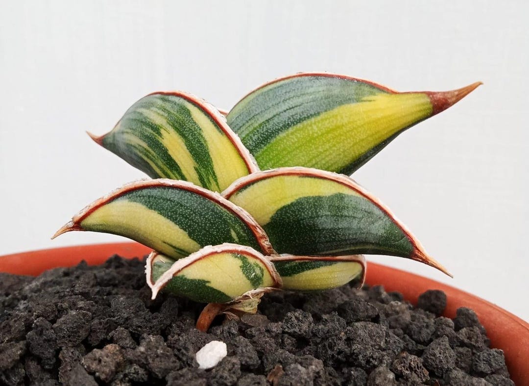 Sansevieria Rorida Variegated || Free Phytosanitary Certficate || DHL ...