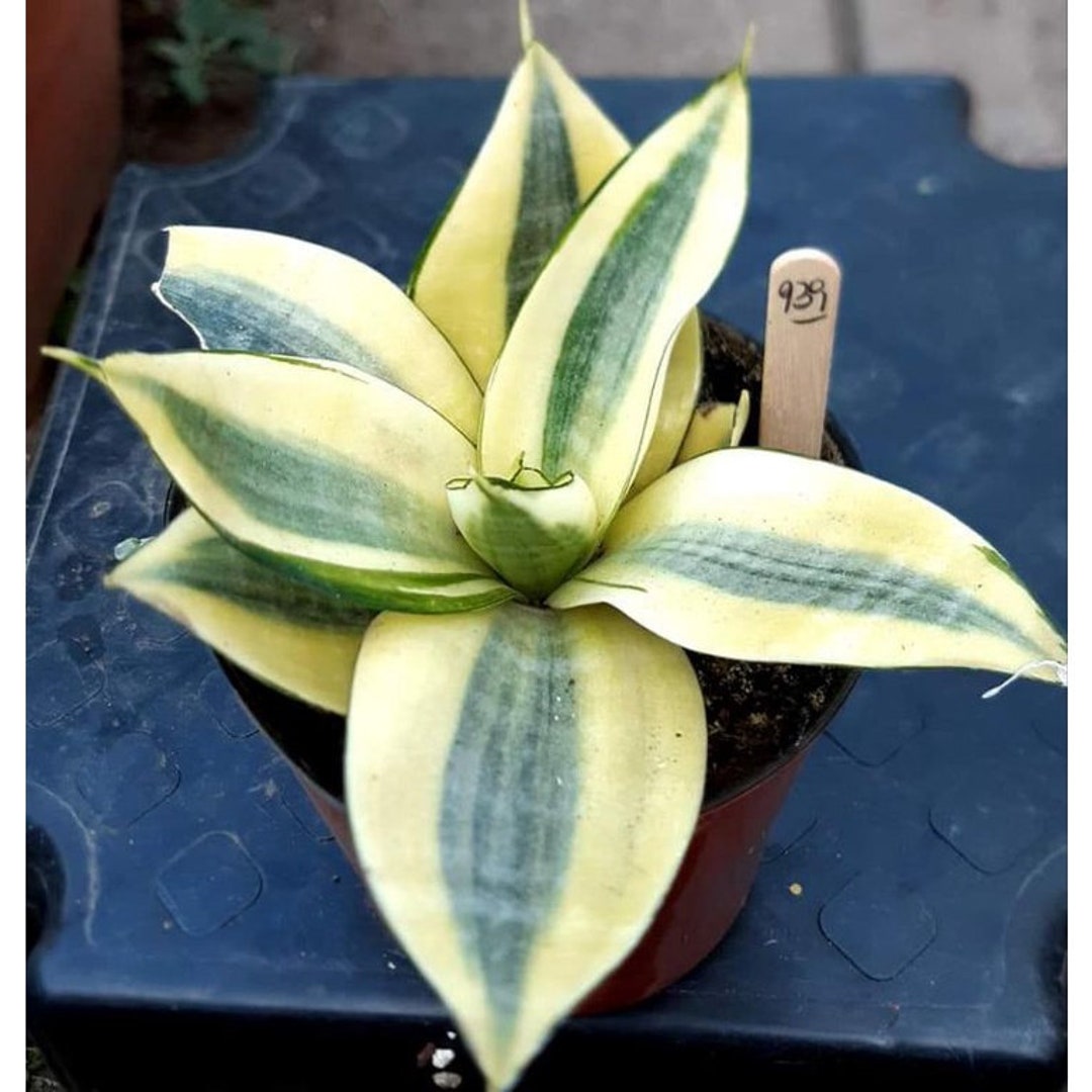 Sansivera Golden Hani Free Phytosanitary Certficate DHL Express - Etsy