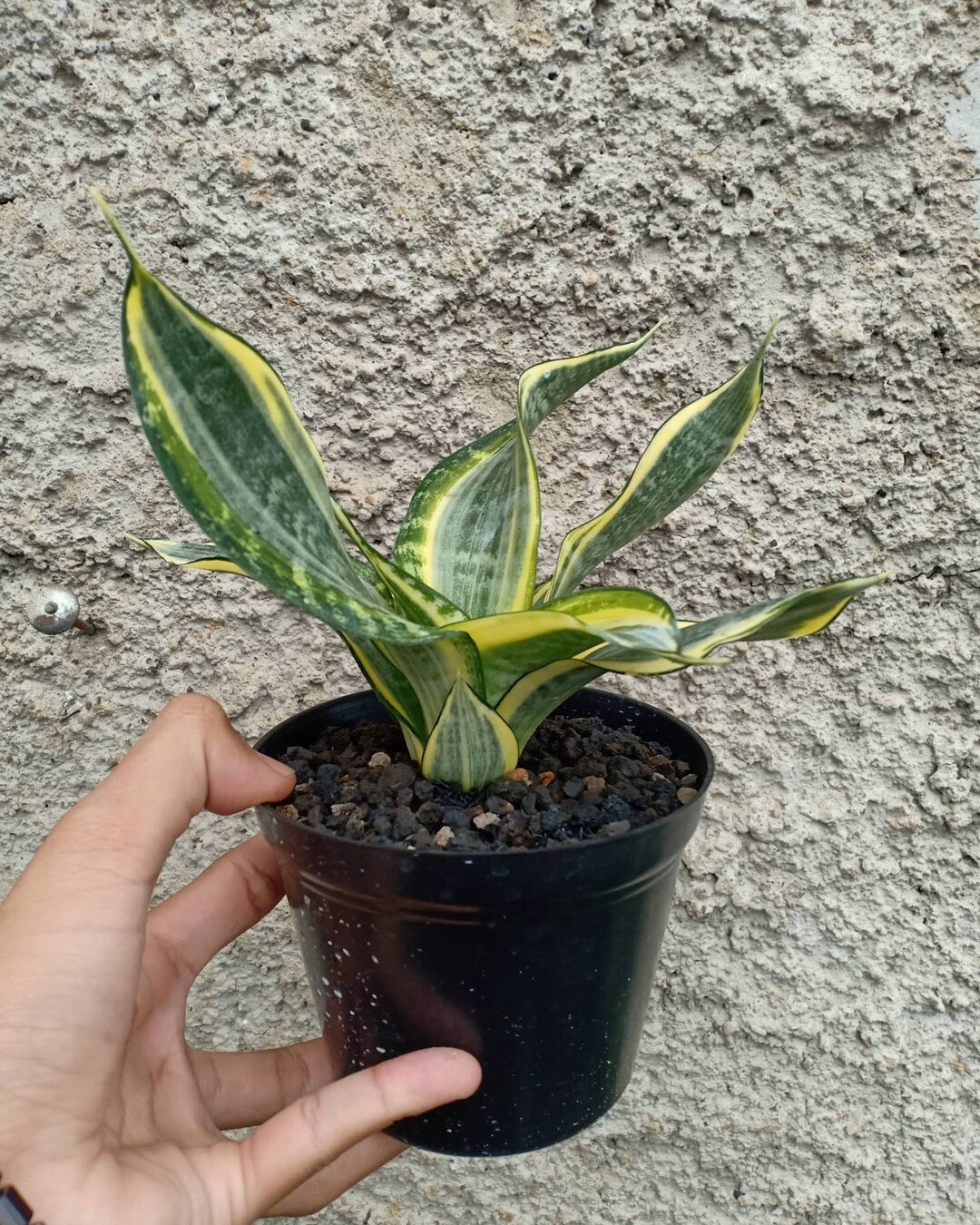 Sansevieria Golden Baner || Free Phytosanitary Certficate || DHL ...